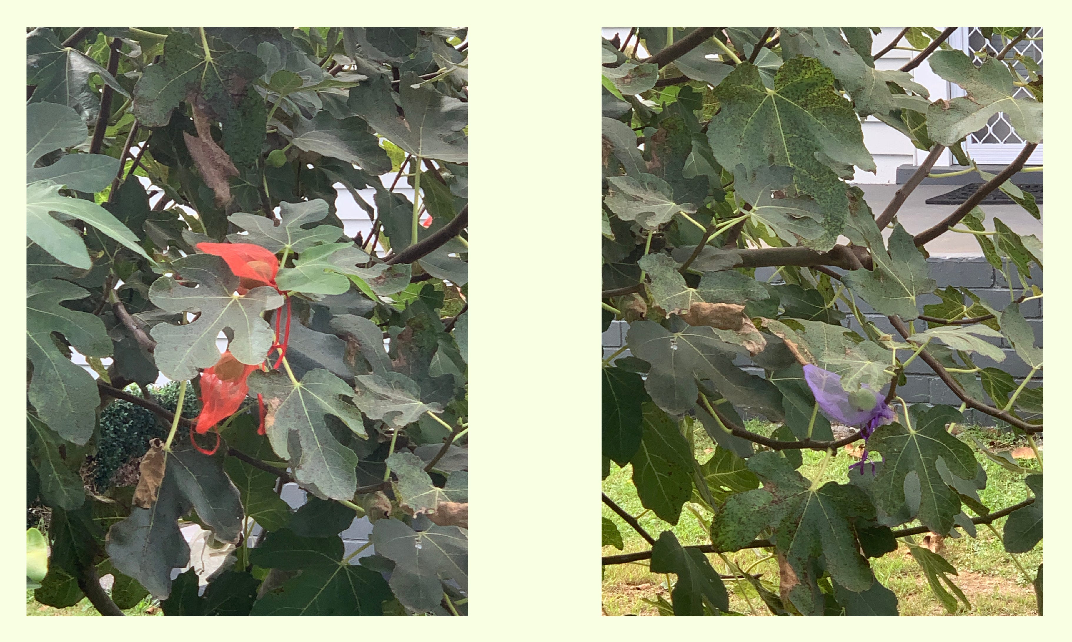 Figs - by Lucinda Bennett - Lulu Baguettes