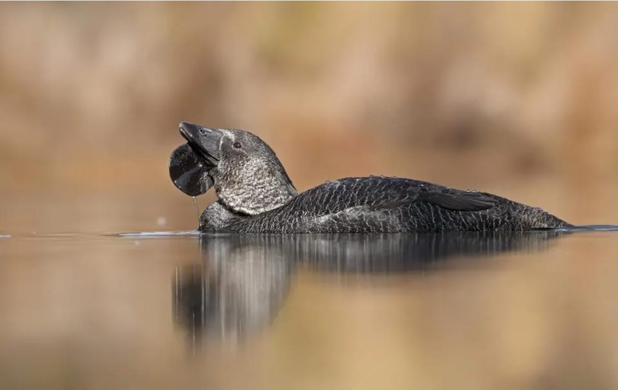 Meet Ripper, The Duck That Parrots People