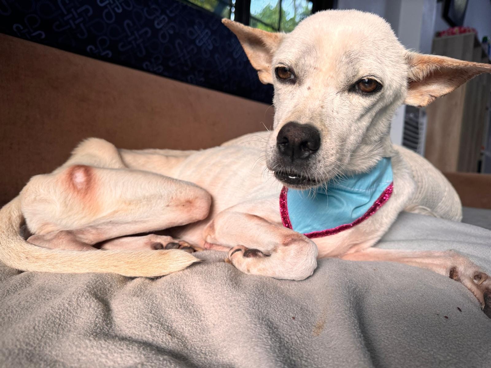 Alba And Her 14 Sunrises - by Niall Harbison - Happy Doggo