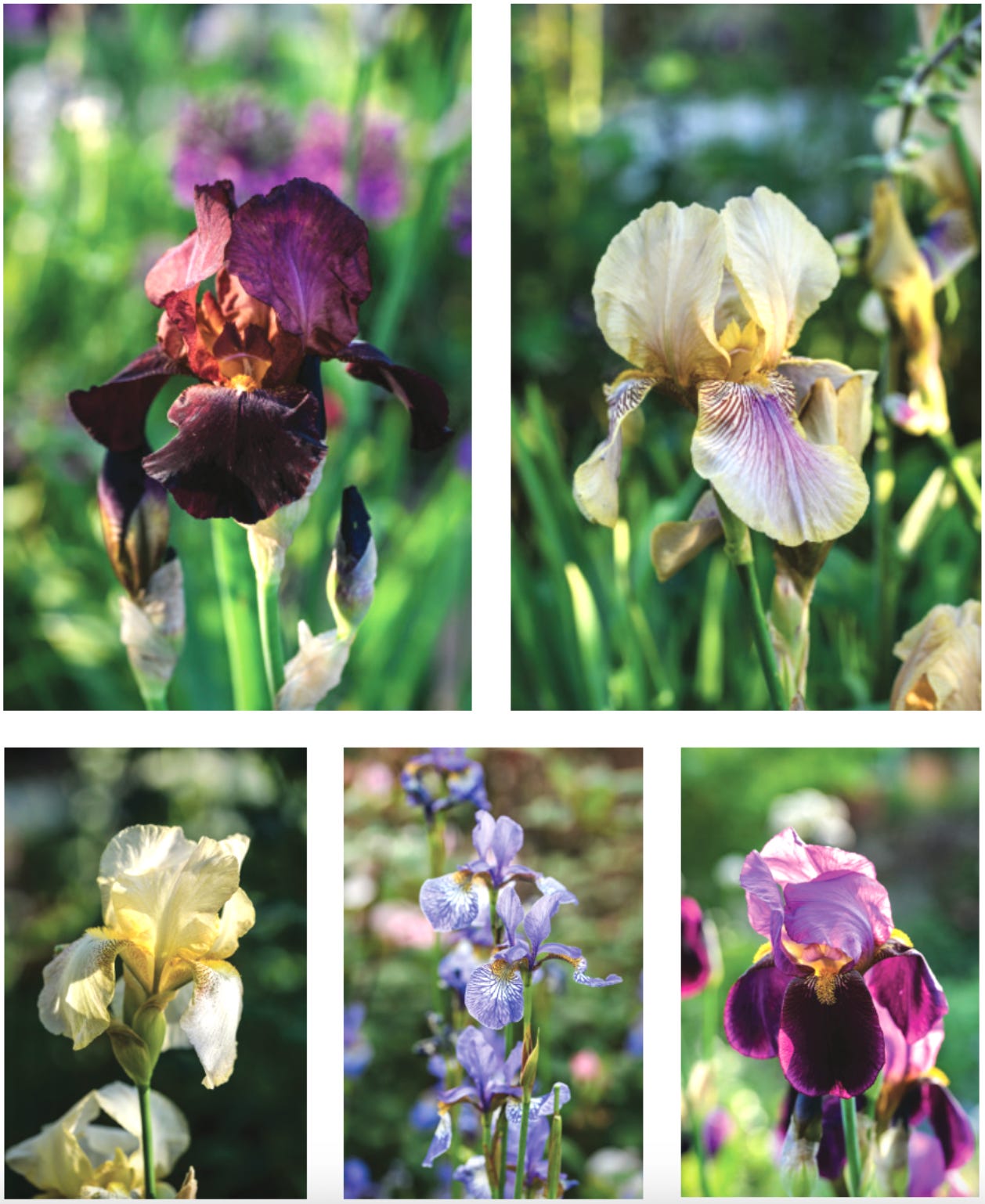 How to use irises in the garden