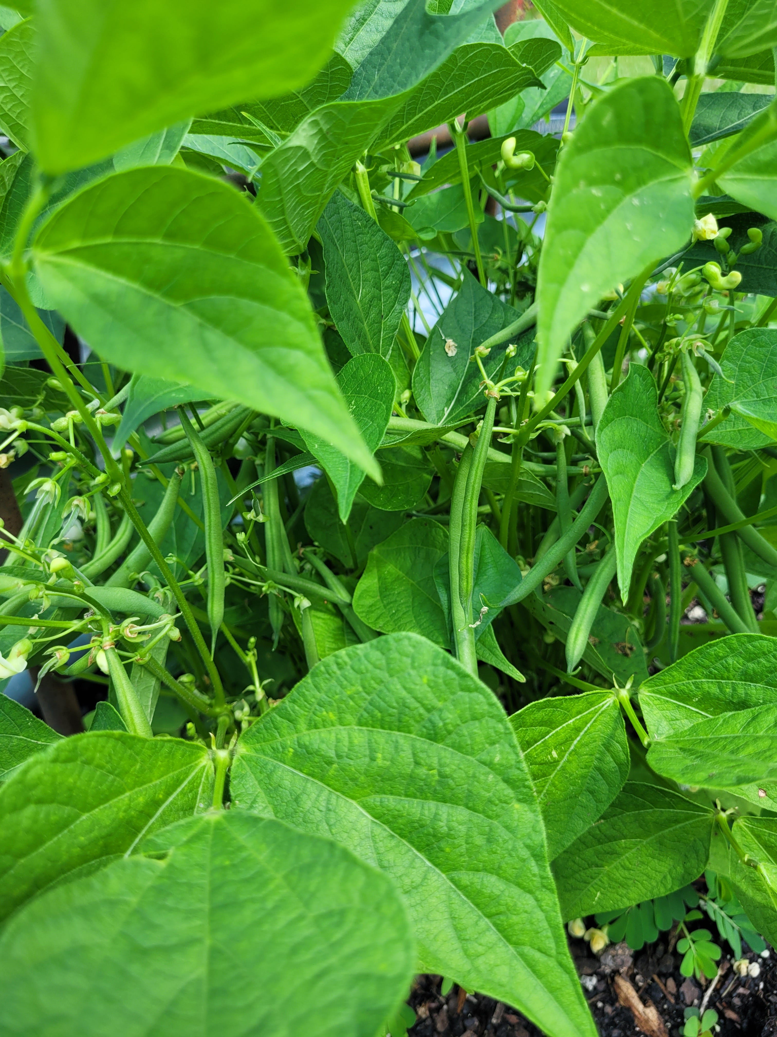 The Origins - by Rain Lopez - Rain’s Substack