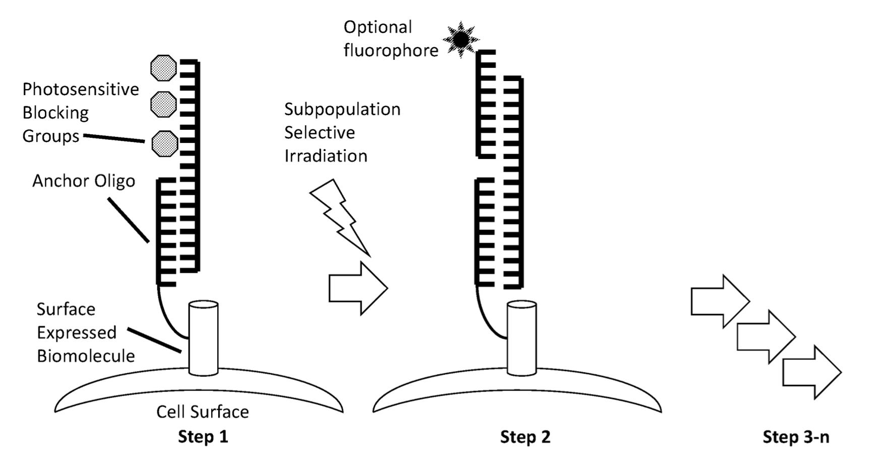 Narwhal Bio! - by Nava Whiteford - ASeq Newsletter