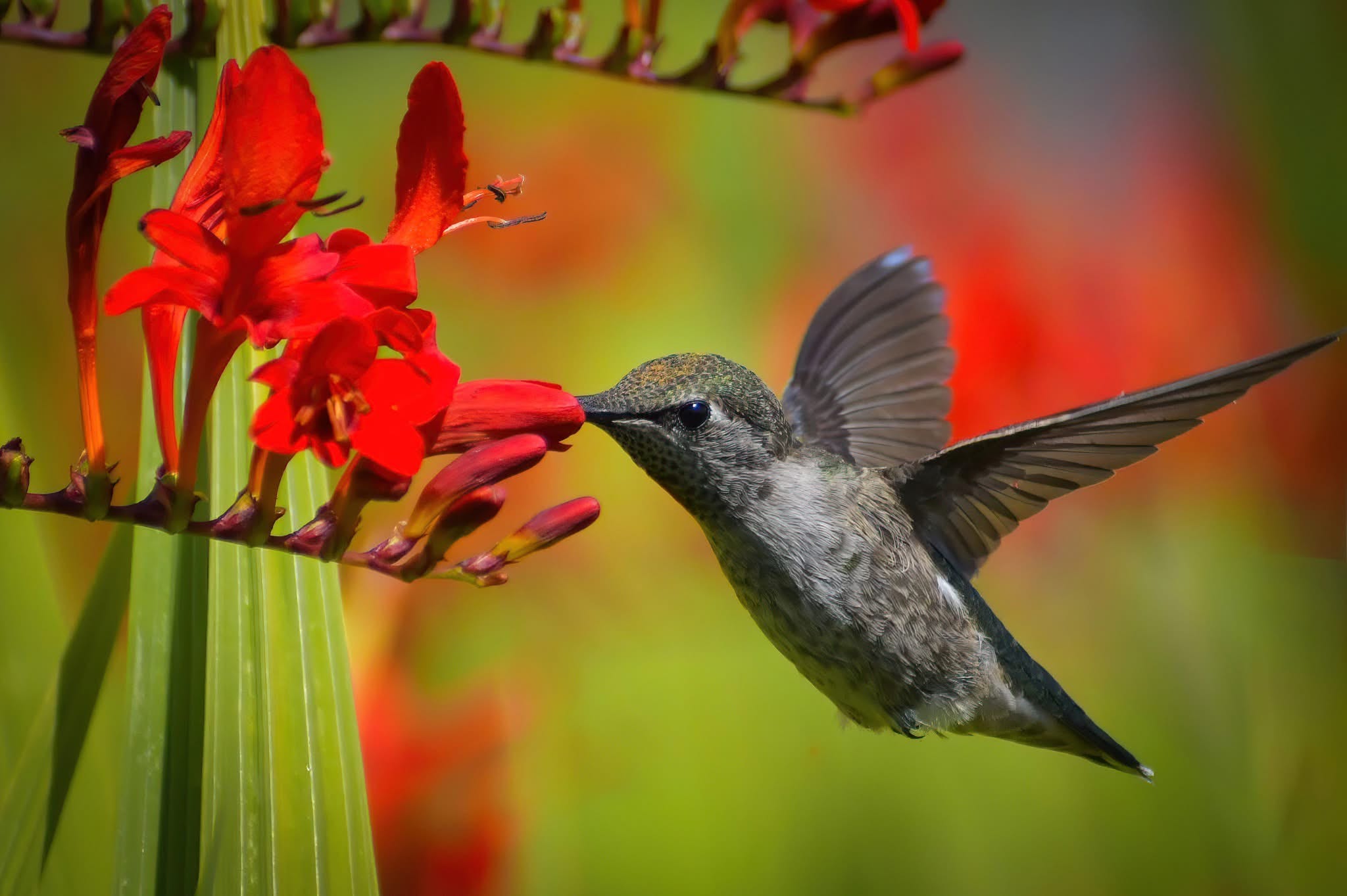Lilly & the Hummingbird - by Kirie Pedersen