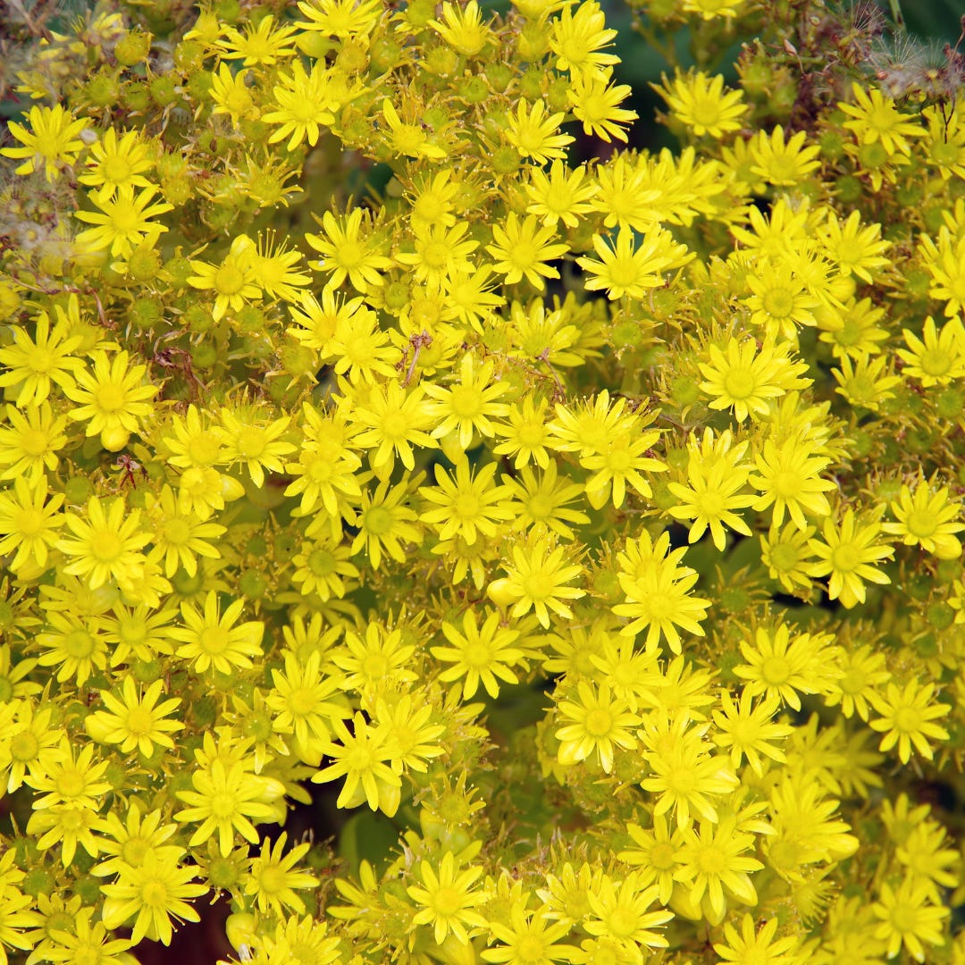 Understanding Universal Abundance - Alignment with Purpose