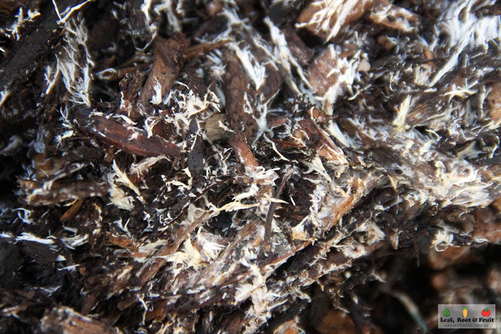 The Soil Food Web and Mycelium - by Duncan Cocking