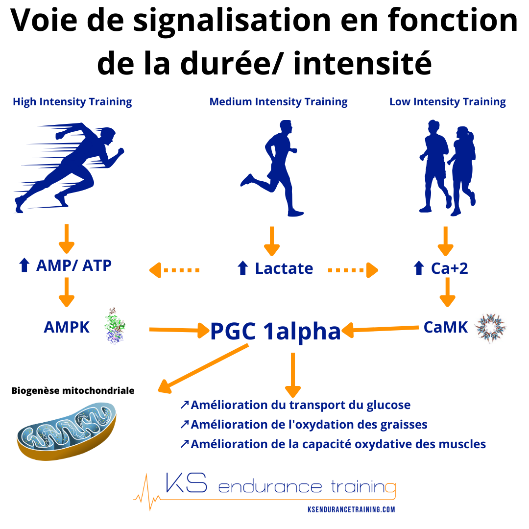 Optimiser le contrôle de l’intensité pour augmenter le volume et la ...