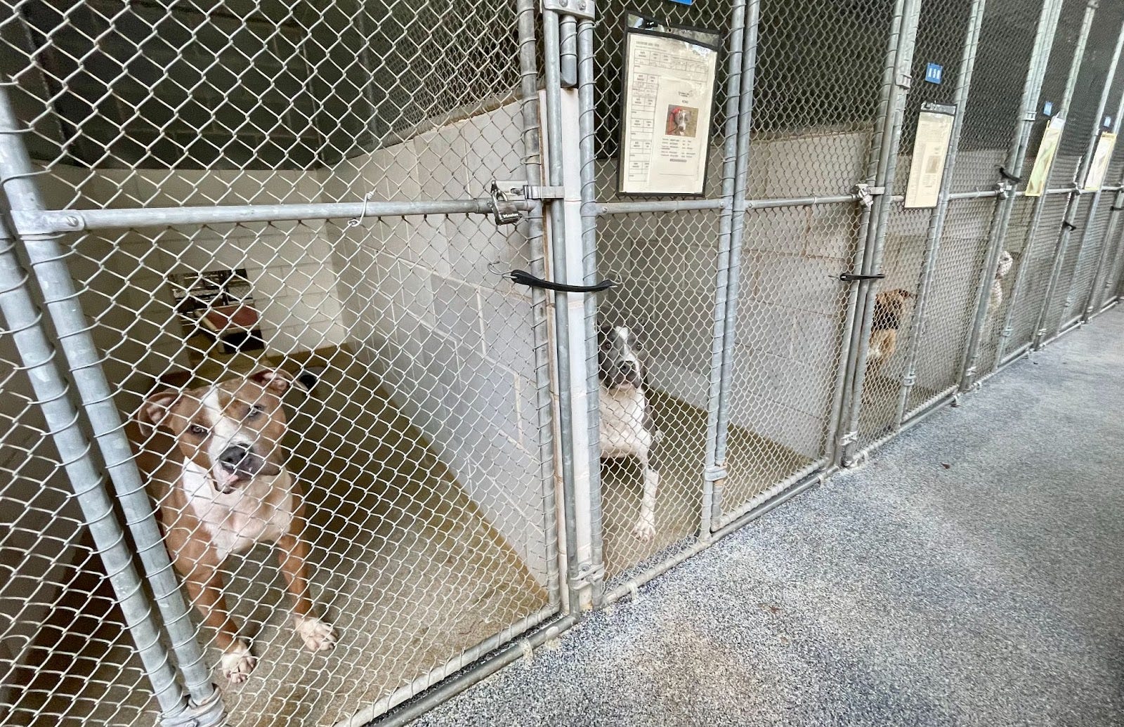 Heartbreak at the animal shelter - The Charlotte Ledger