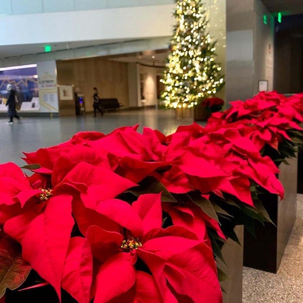 The Poinsettia, from obscure Mexican weed to the ‘Christmas flower’