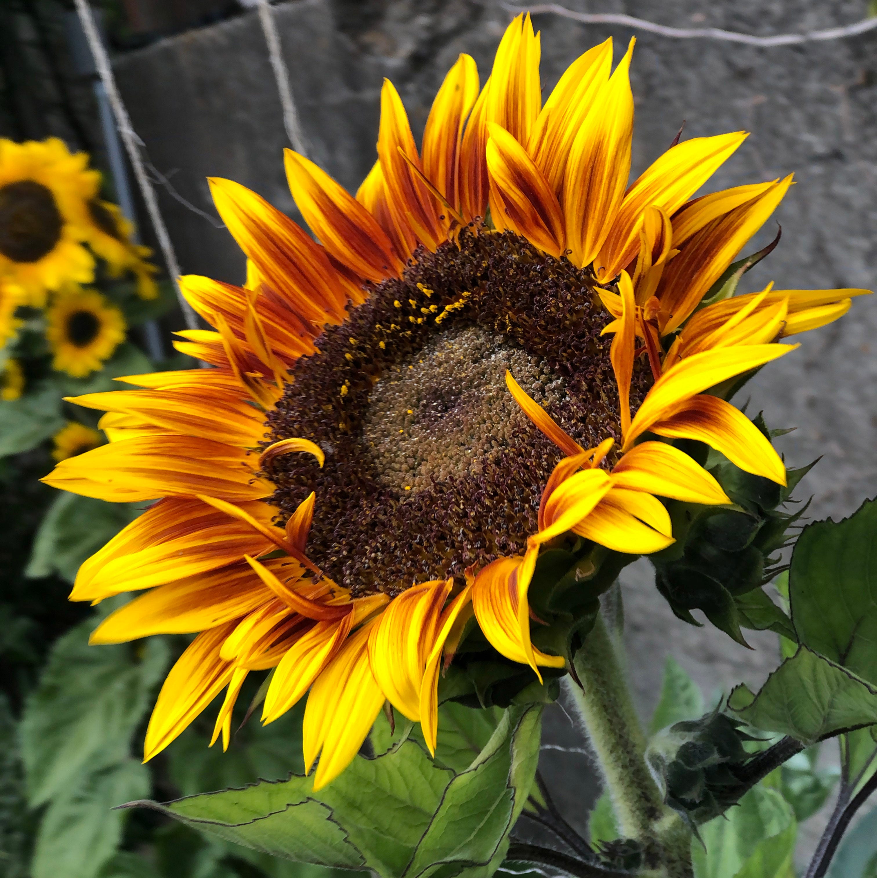 Monday Morning Pep Talk! - by Susan Schroeder