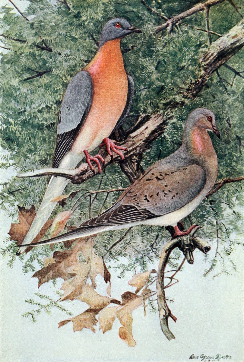 Passenger Pigeons: A Journey From Abundance to Extinction