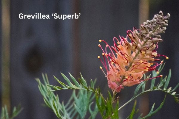 Grevillea Plants 101: Everything You Need to Know About This Stunning ...