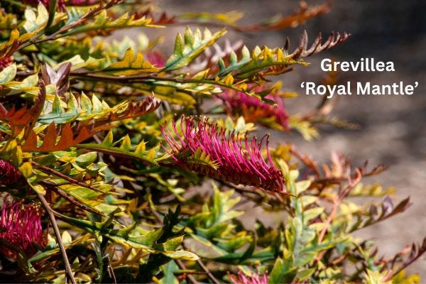 Grevillea Plants 101: Everything You Need to Know About This Stunning ...