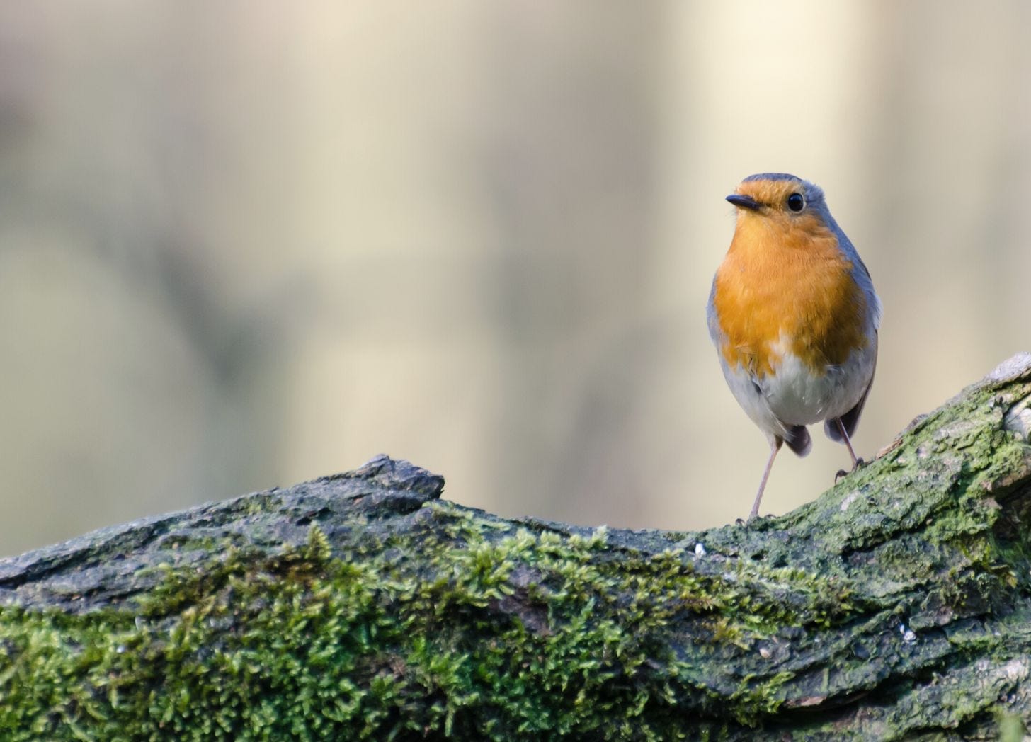 The Concert - by Jennifer McClain Singleton