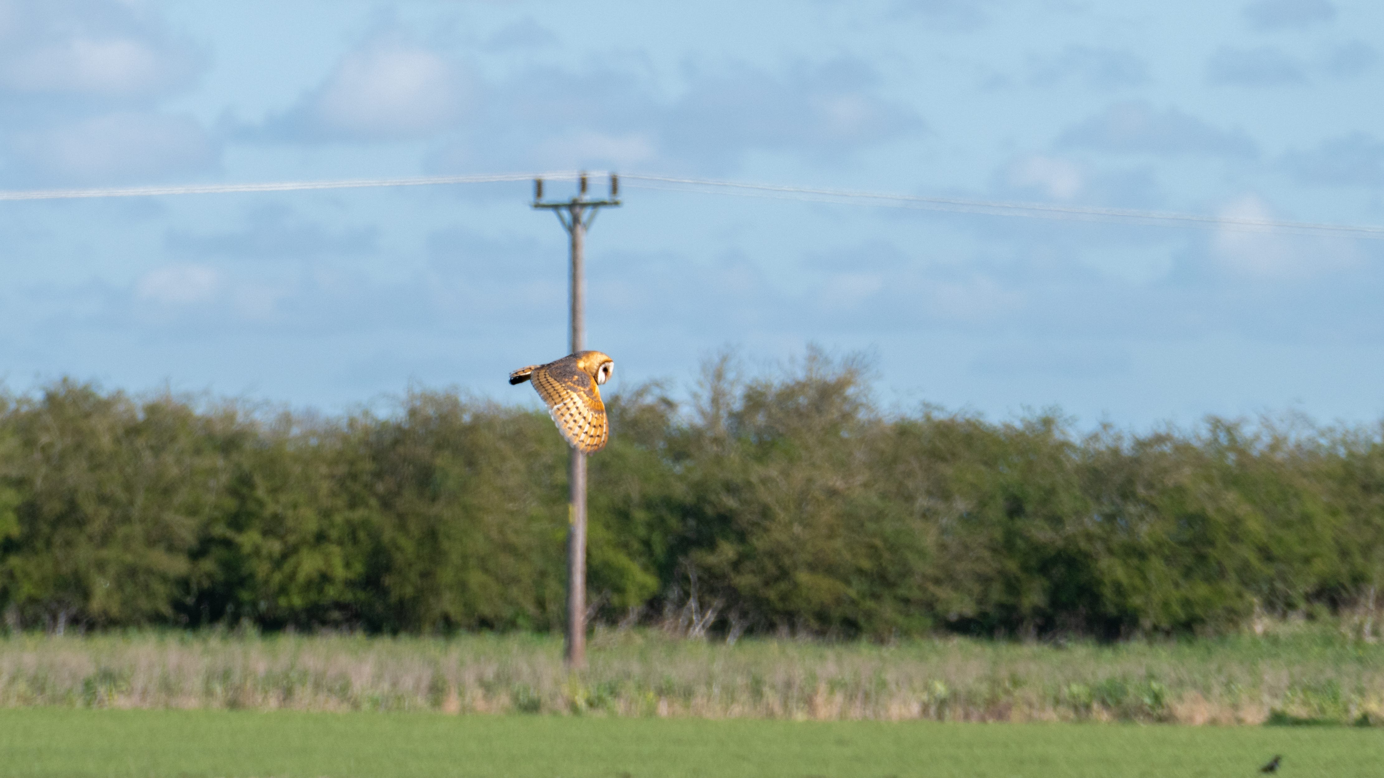 Bumpy Roads and a Barn Owl - by Oscar Hawthorne