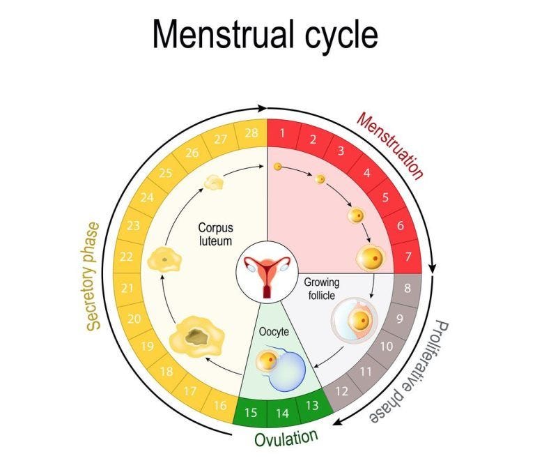 Descubriendo tu ciclo menstrual (Parte 1)