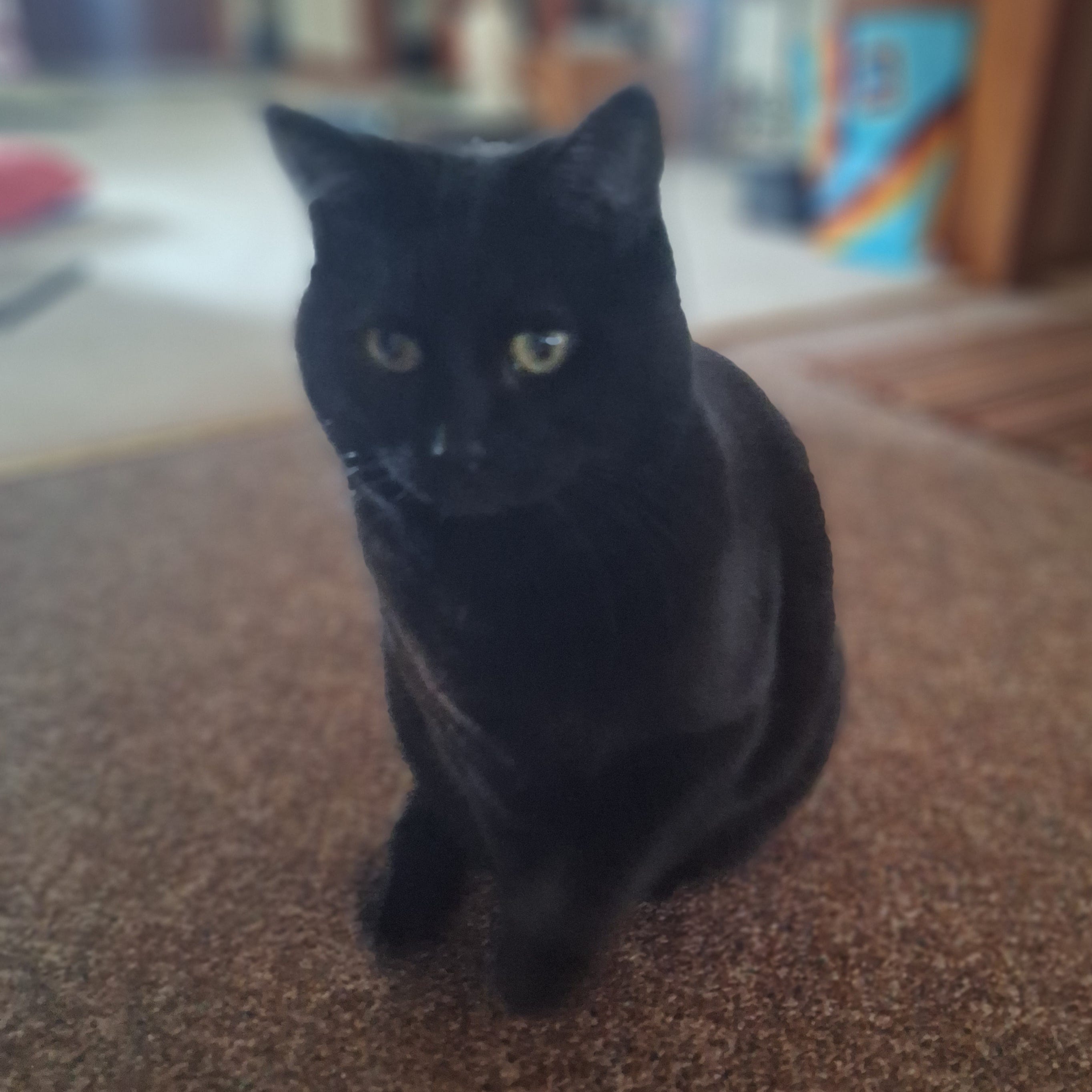 My Cat Zak - by Brandon Ellrich - The Gay Pussy (Cat) Lover