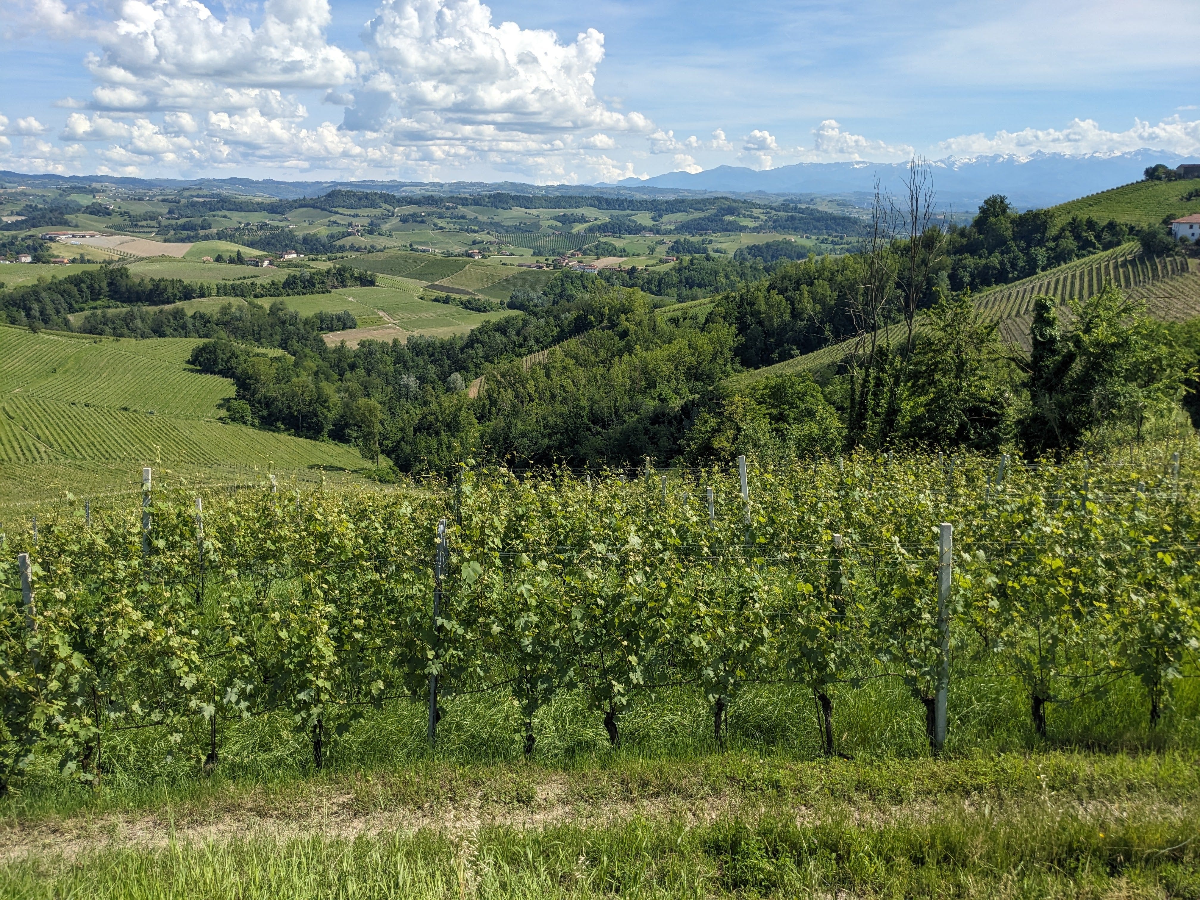 Wine Discoveries: G.D. Vajra - by Paola Westbeek