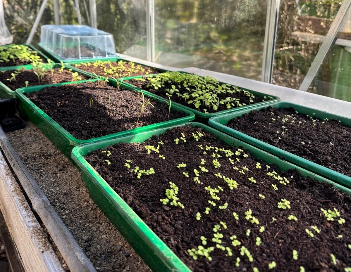 First days of spring