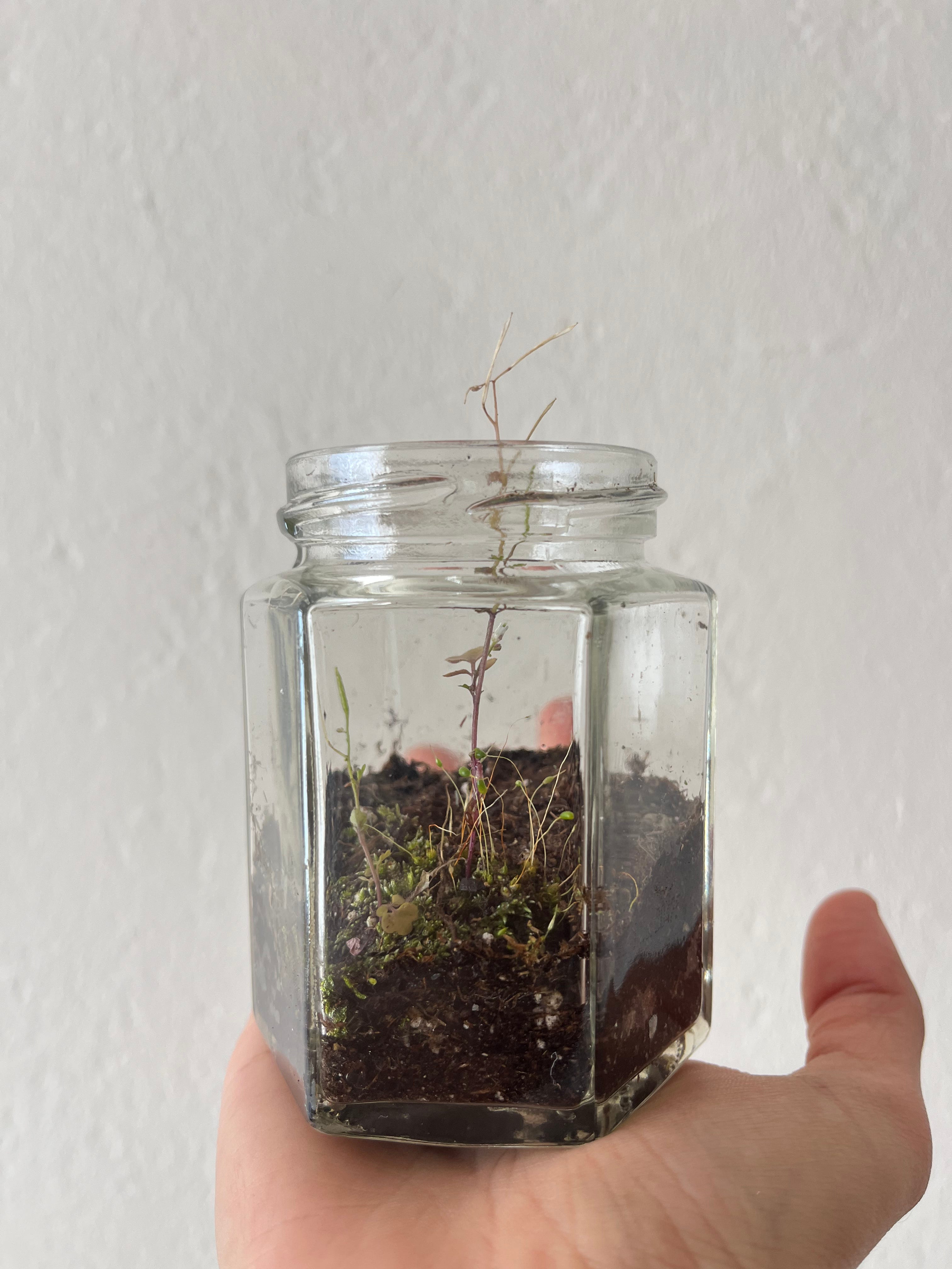 making a terrarium - by Lena Sun - The Studio Substack