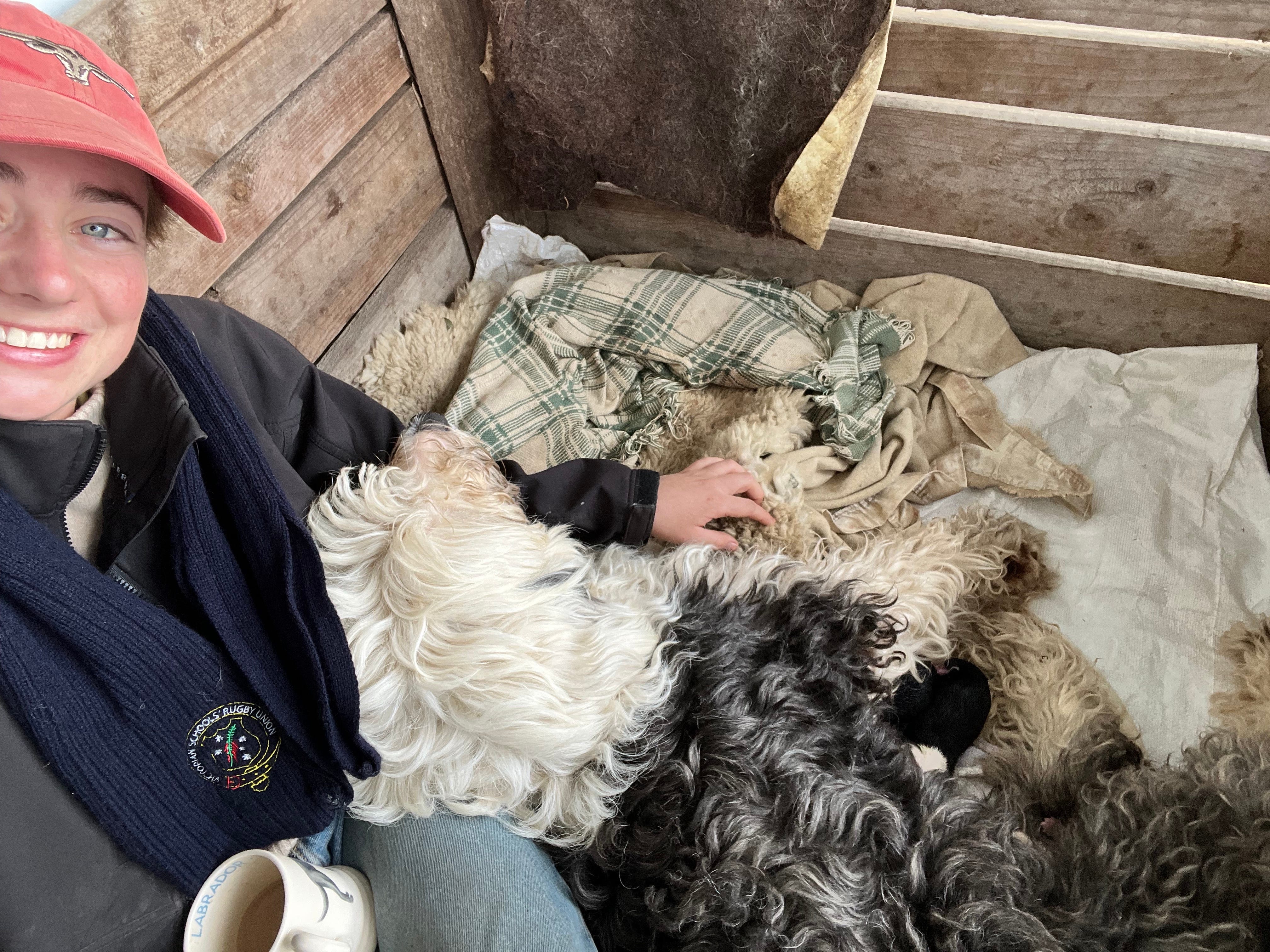 Puppies - by Maggie Mackellar - The Sit Spot