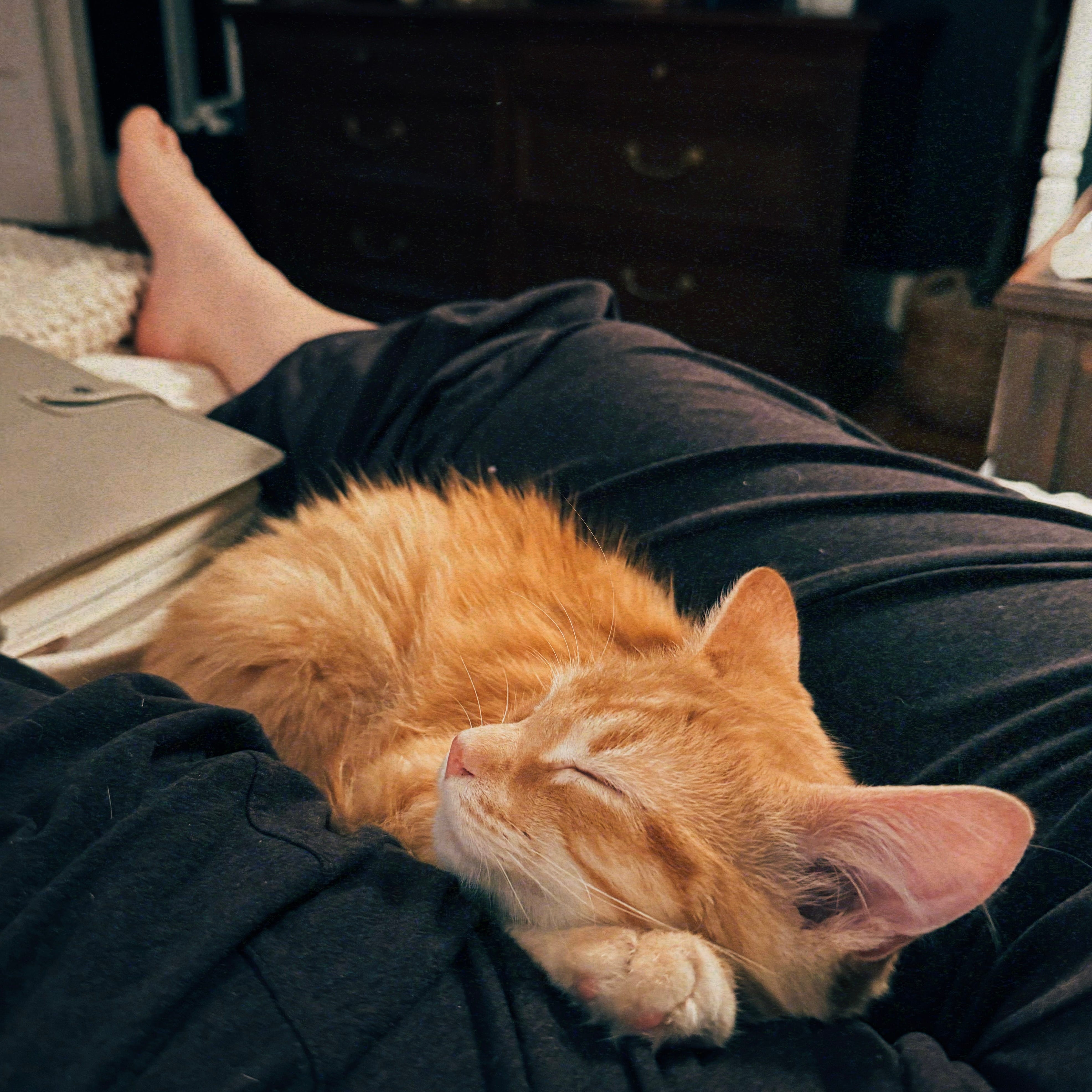 THE SHADOW BRIDE giveaway + Q&A - by Shelby Mahurin