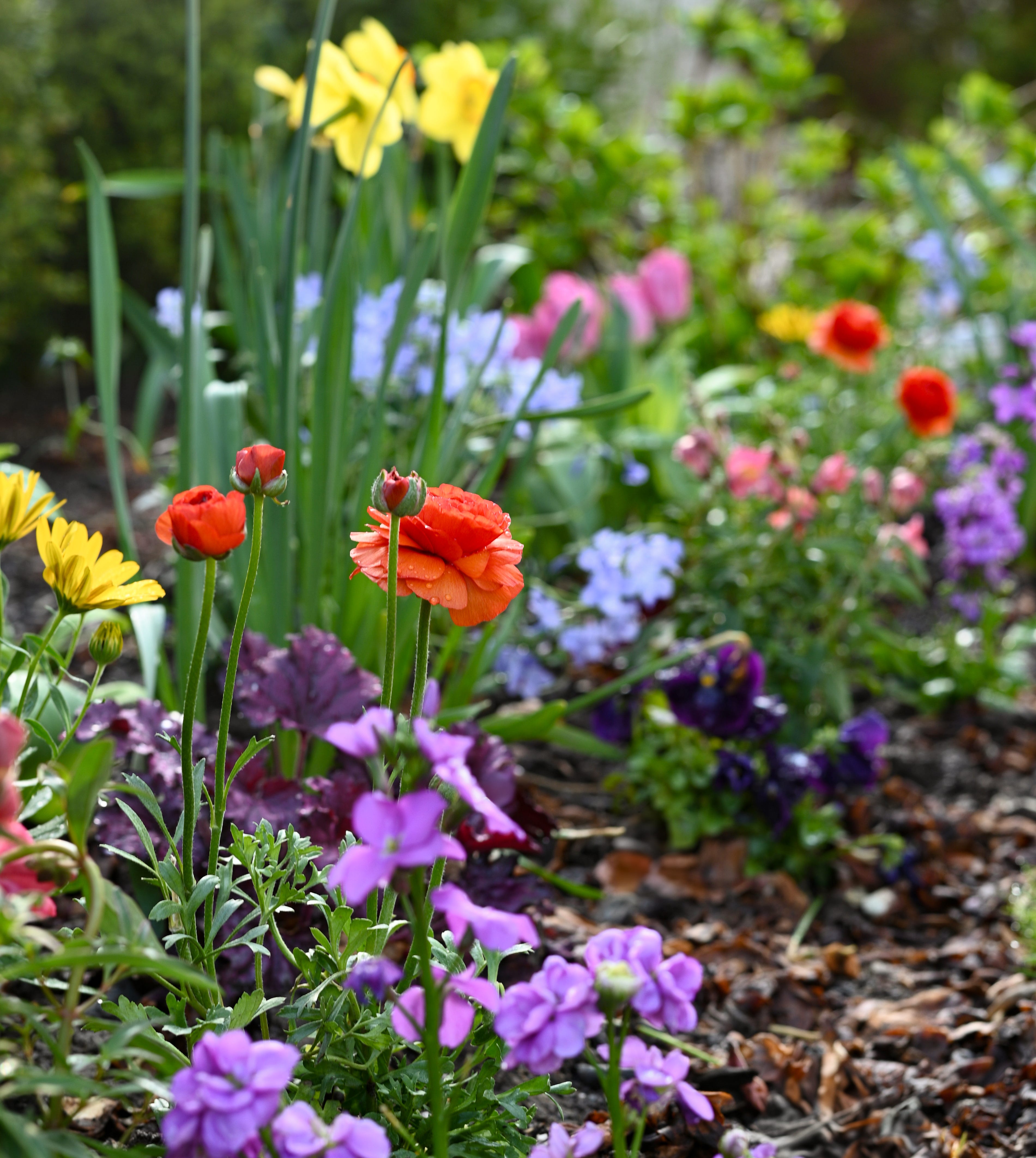 The Spring Garden Reset: 7 Steps to a Fresh Start