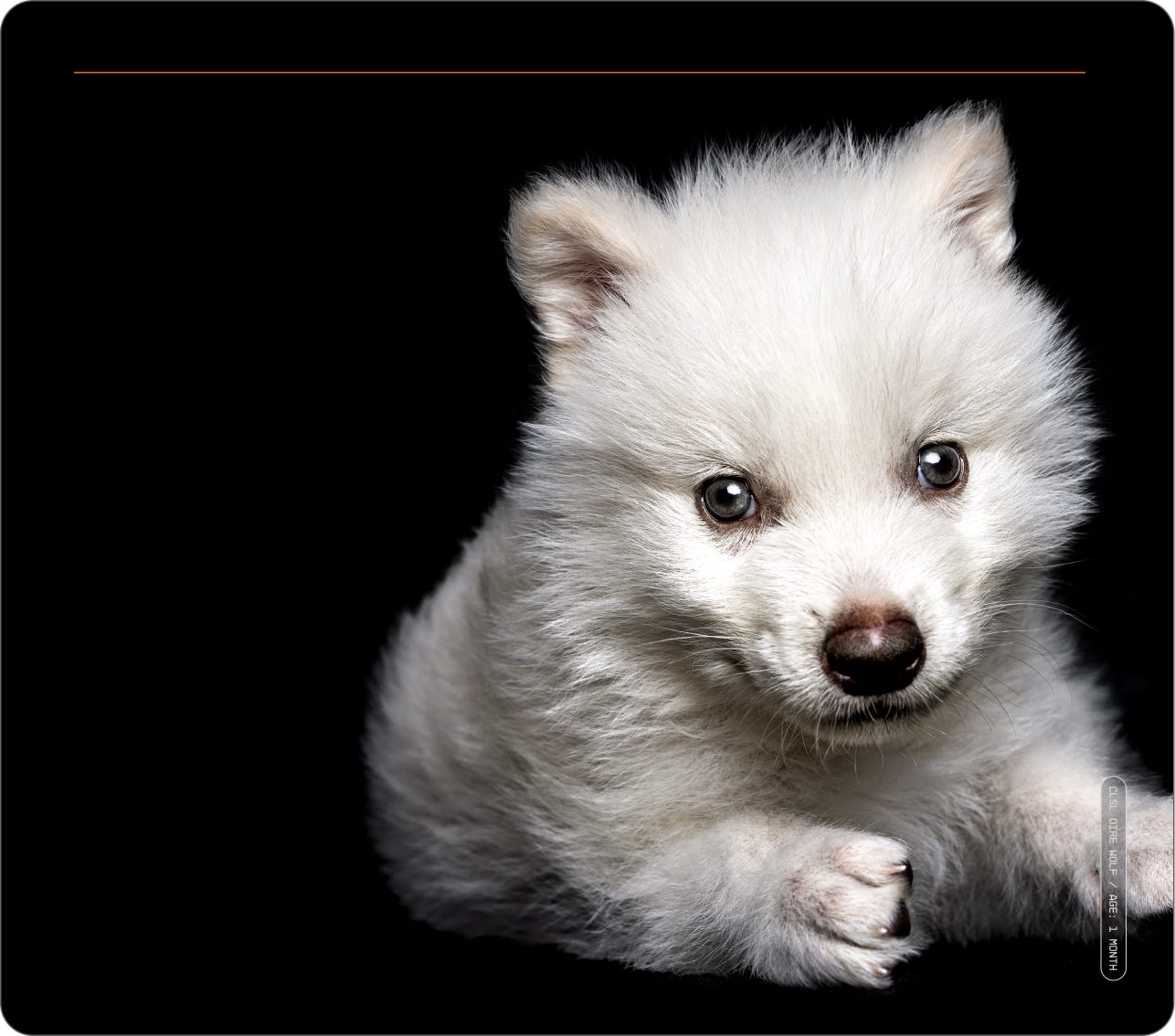 The Dire Wolf of Theseus - by Sam Badger - Sam’s Substack