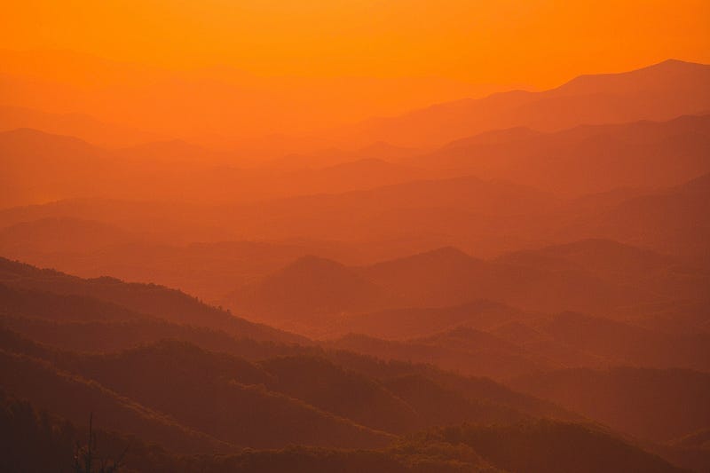 Leafless Trees - Roman Newell