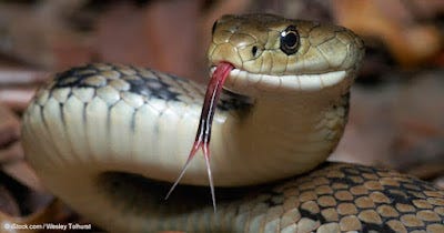 Methods of the Jewish Snake - by Thomas Pickering