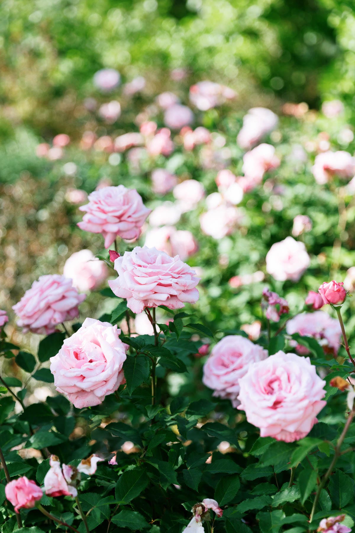 Sunday Scroll #46 - Emily Ley’s Substack