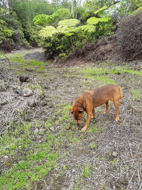 I am jungle Z - jungle Z’s Substack