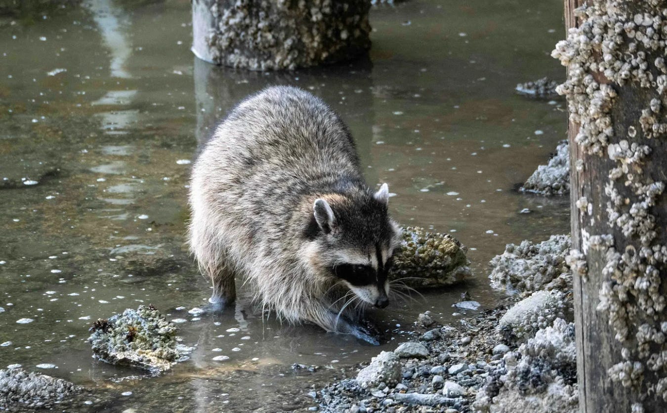 How Raccoons Can Teach You Resilience - by Laurie Kehler