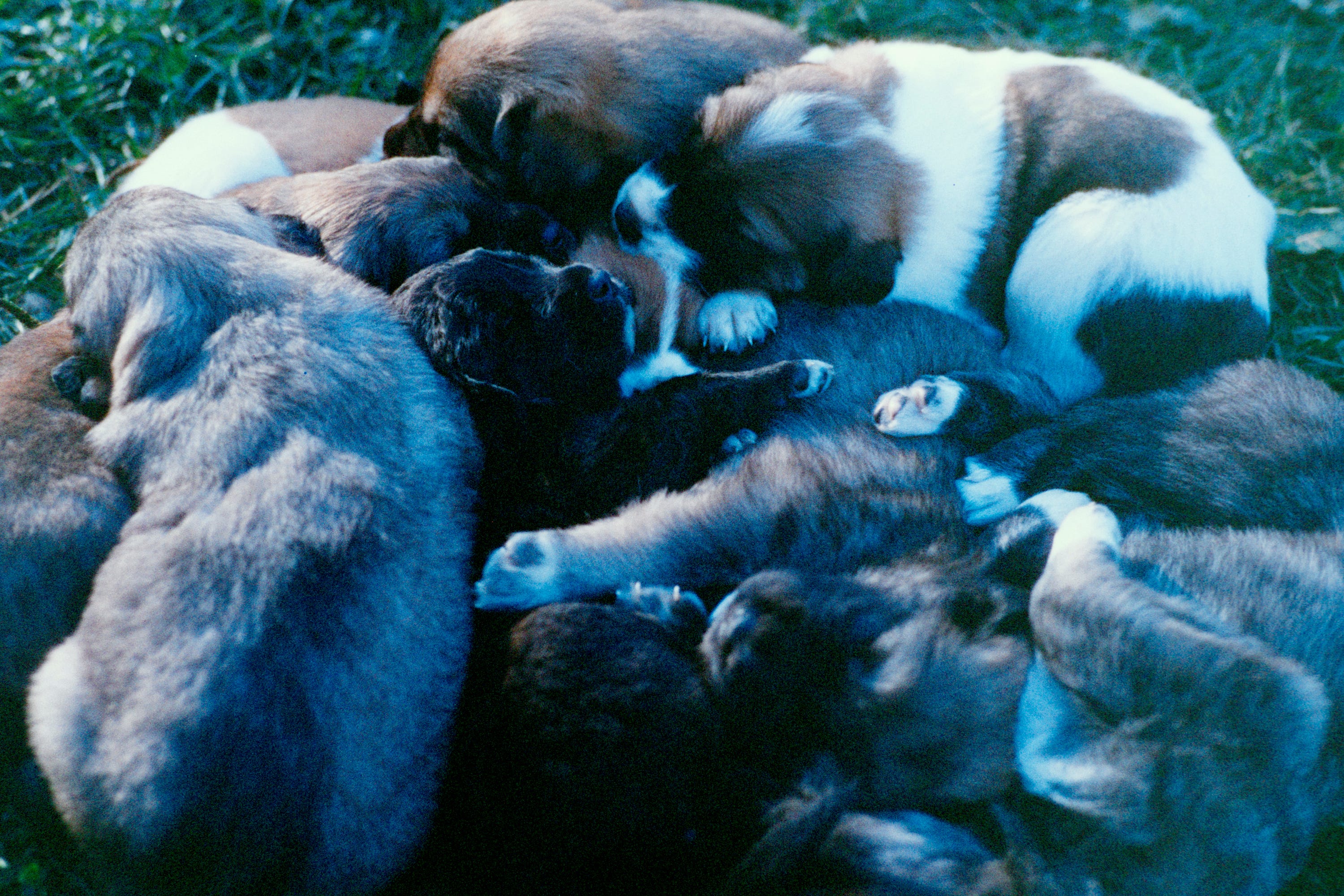 Haley's Cute Animals of the Week! - Neat Film Lab
