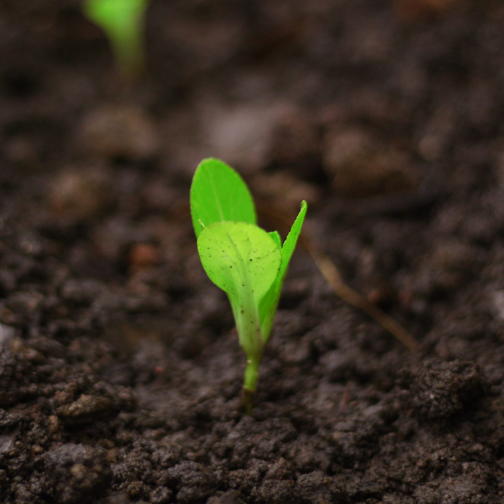 iv. Reconstruction Directory - Mel’s Substack