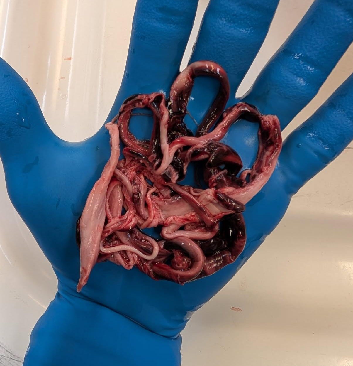 Interview - Embalmer Richard Hirschman - by Laura Kasner