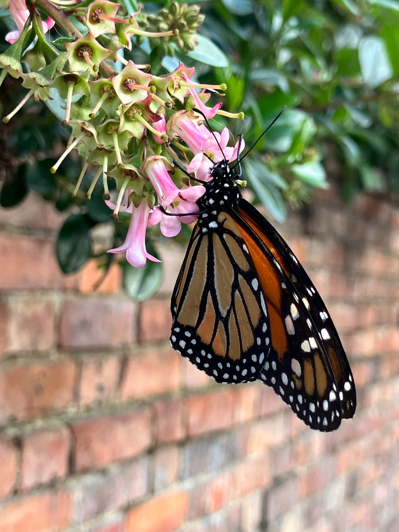 Definition: Chrysalis - by Casandra - The Chrysalis