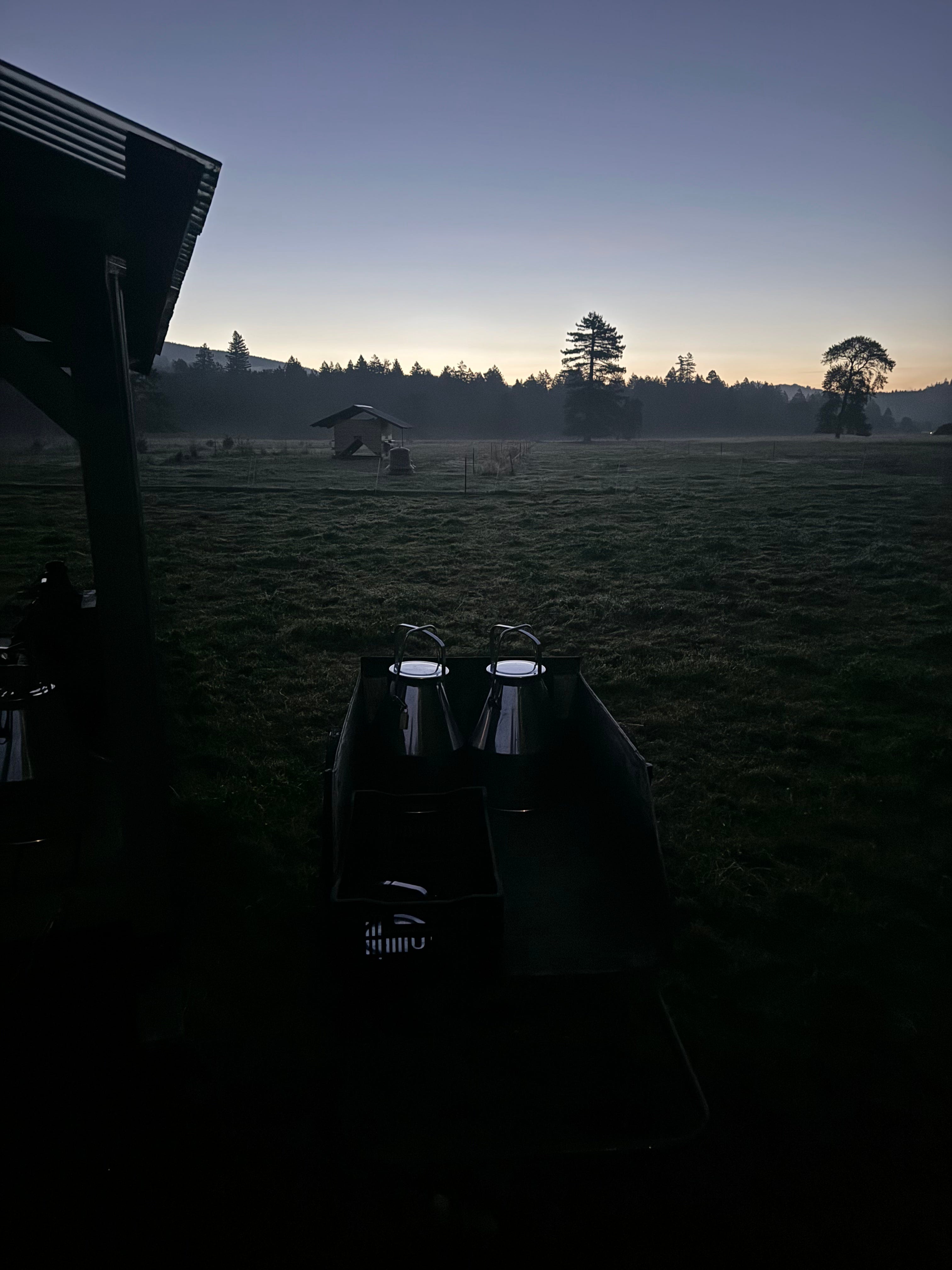 Routine, Rhythm, and Ritual - Cattle Culture