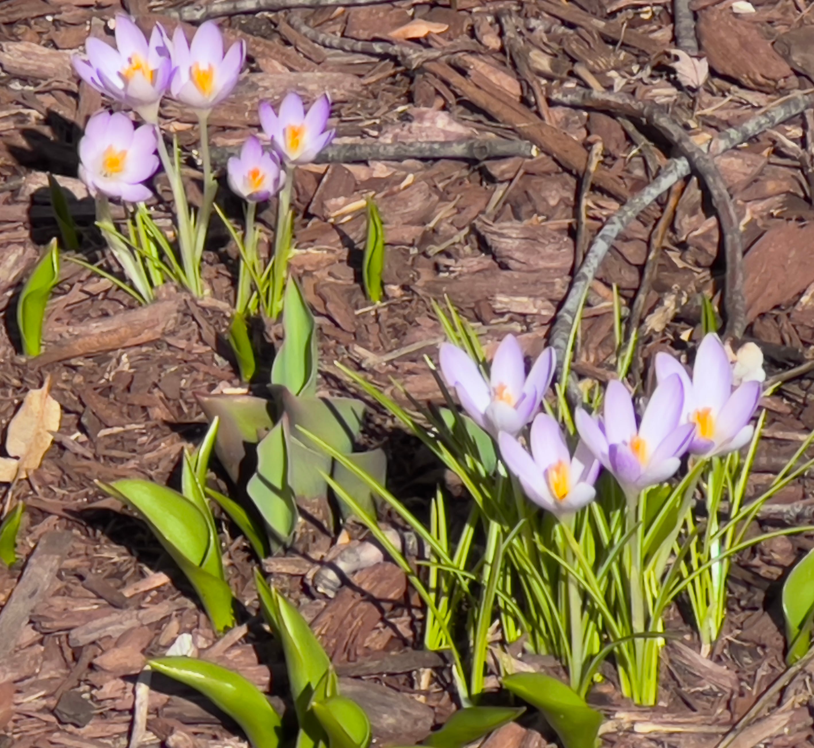 Hope is a Crocus - by Bob Benenson - Local Food Forum