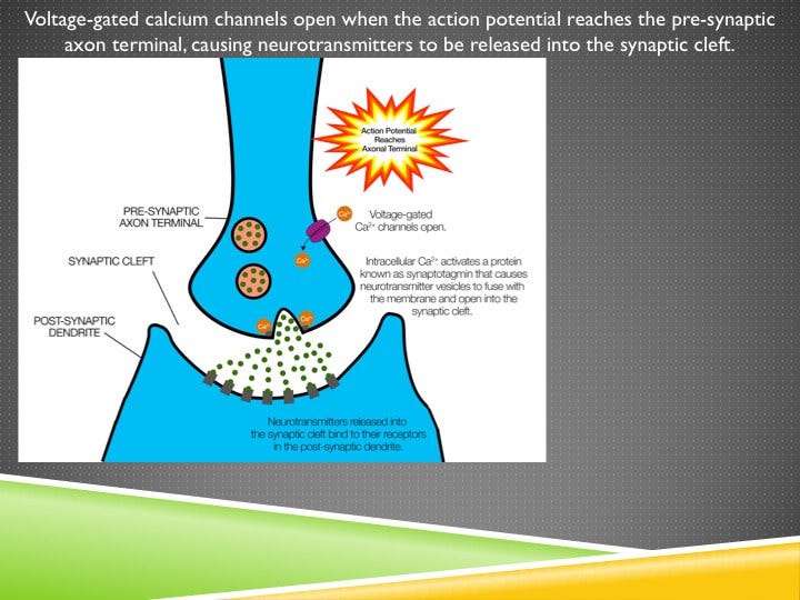 39. How Neurons Get Excited - by Chris Masterjohn, PhD