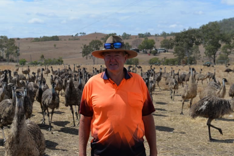 Covid-19 drives emu farm expansion - Rural Review