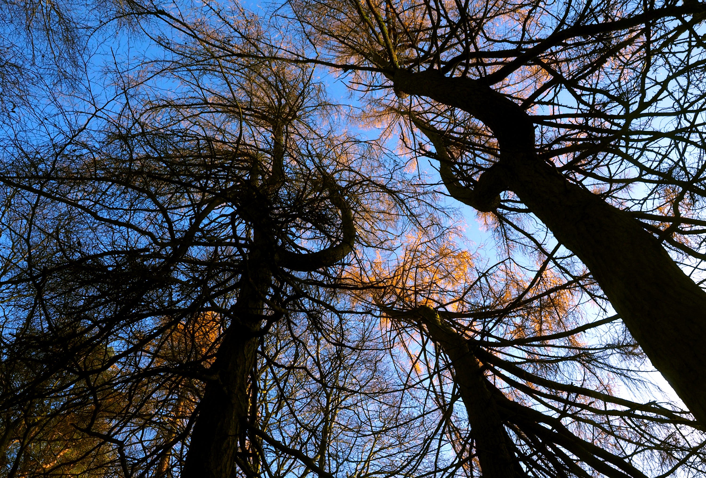 Return of the Natives - by David Bocking