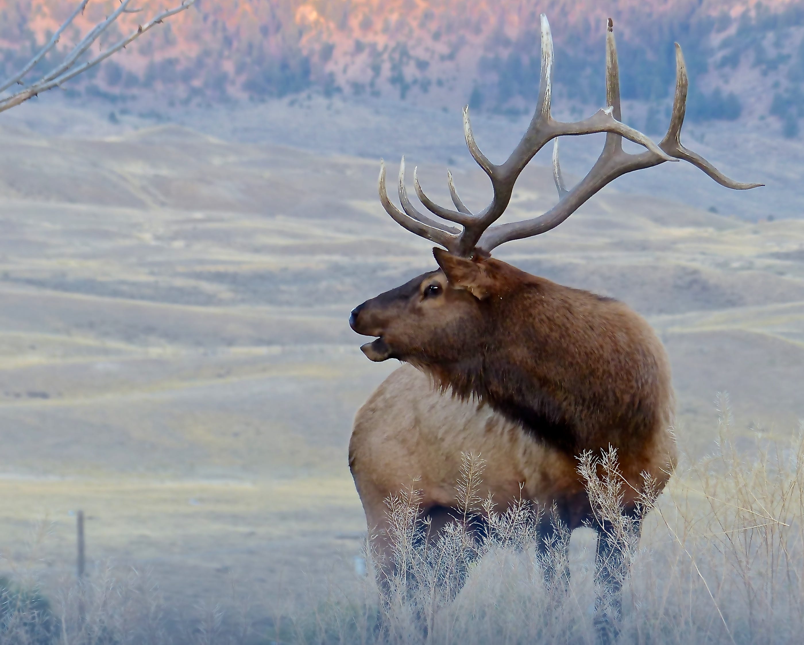 The Incredible Energy of the Elk Rut - by Rick Lamplugh