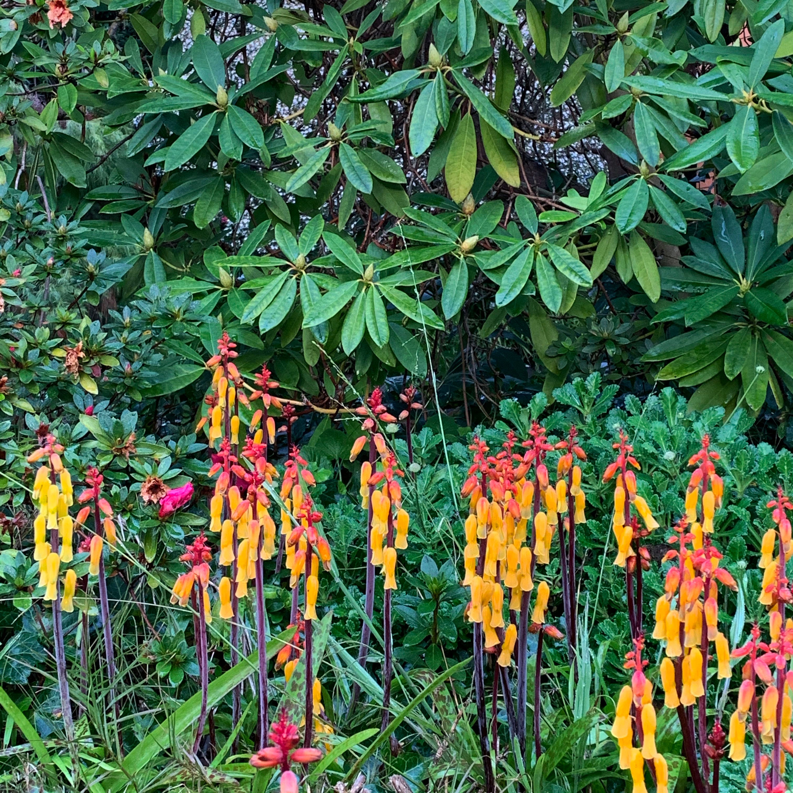 Werewolves + chickens - by Pip Lincolne