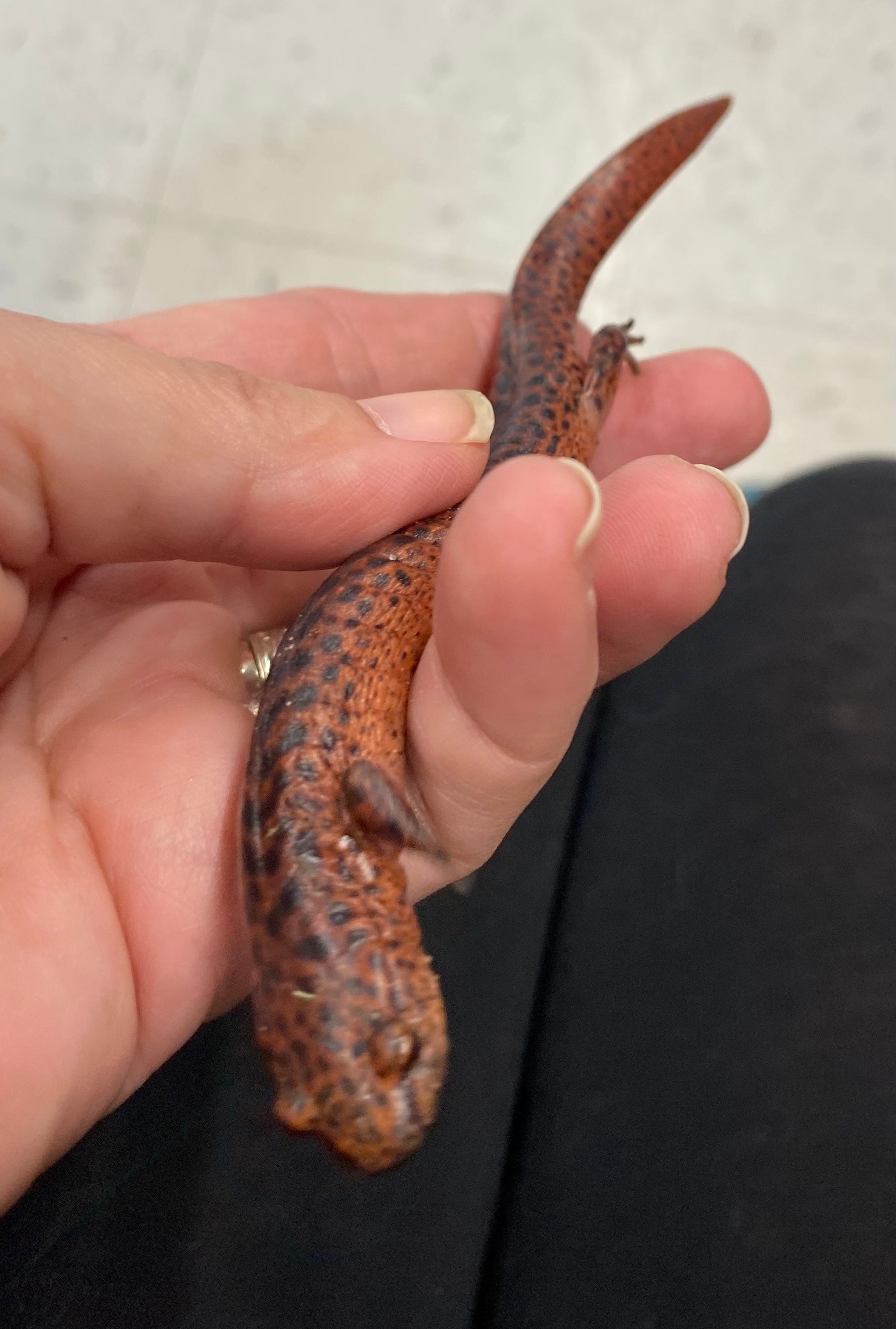 i held a toad, i cried in public - by Susannah Felts