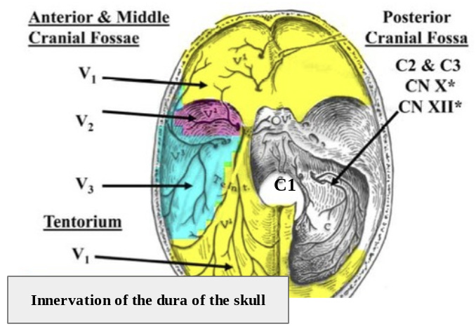 Where is the C1 dermatome? - by Gavin Giovannoni