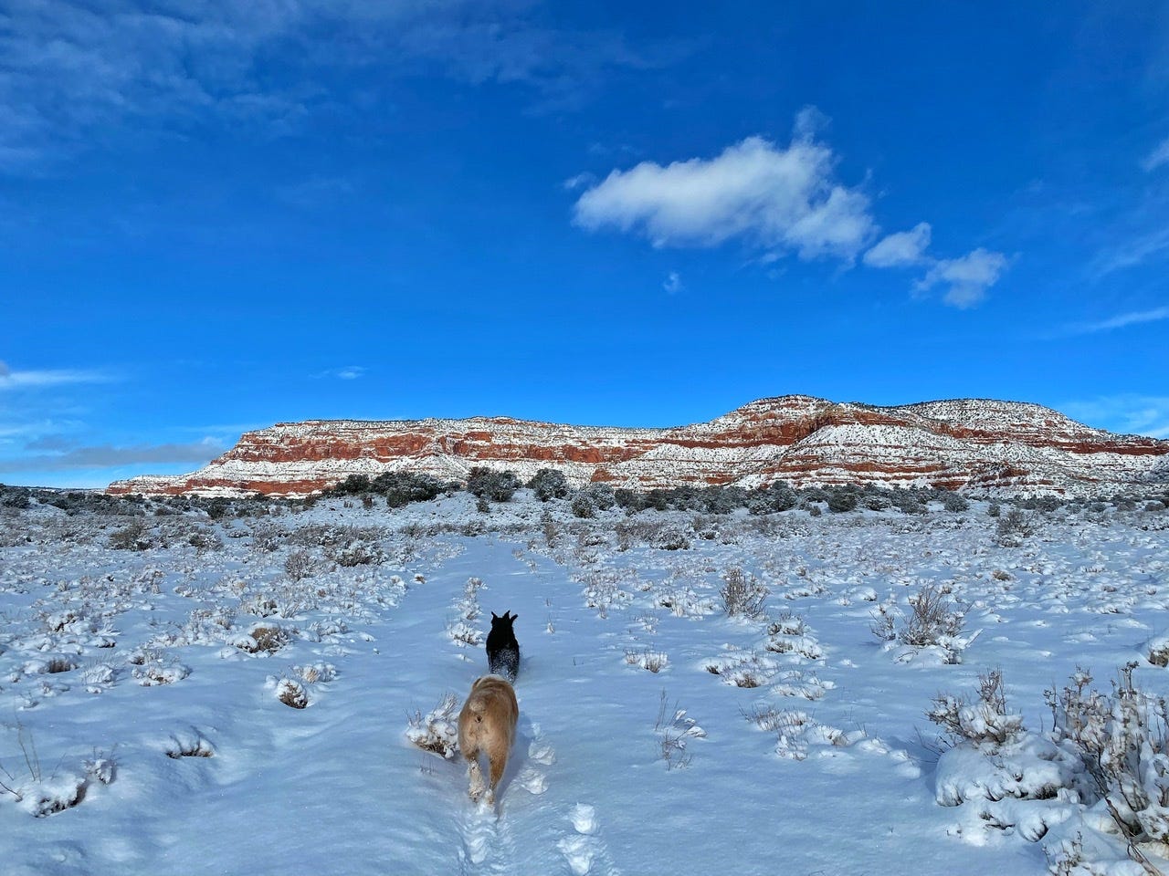 Postcards from the Road: A Real Desert Snow!