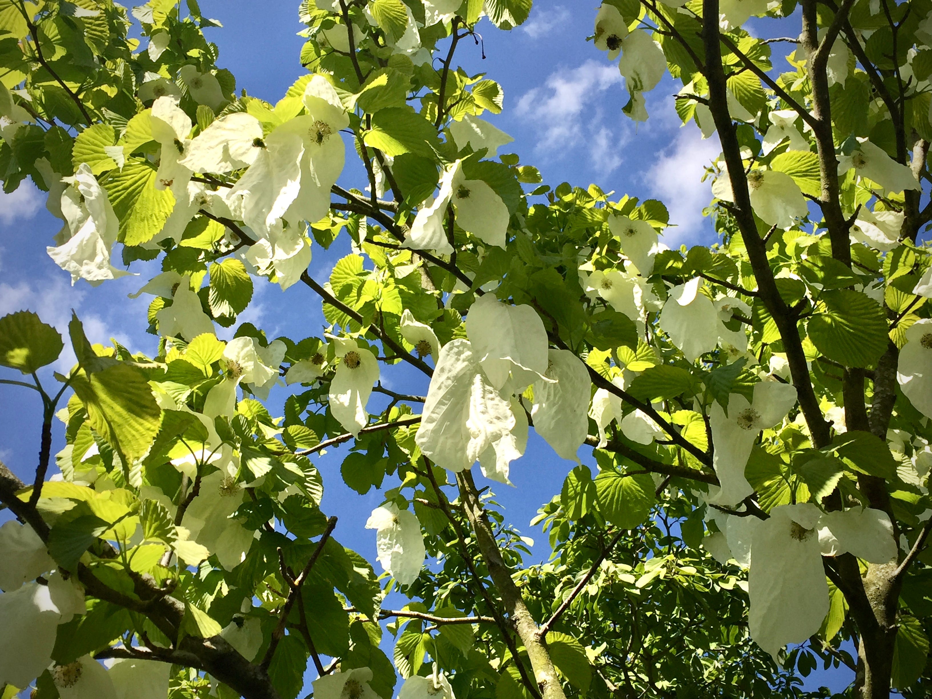 Peace Trees - by David Dayson - David’s Poetry Notebook