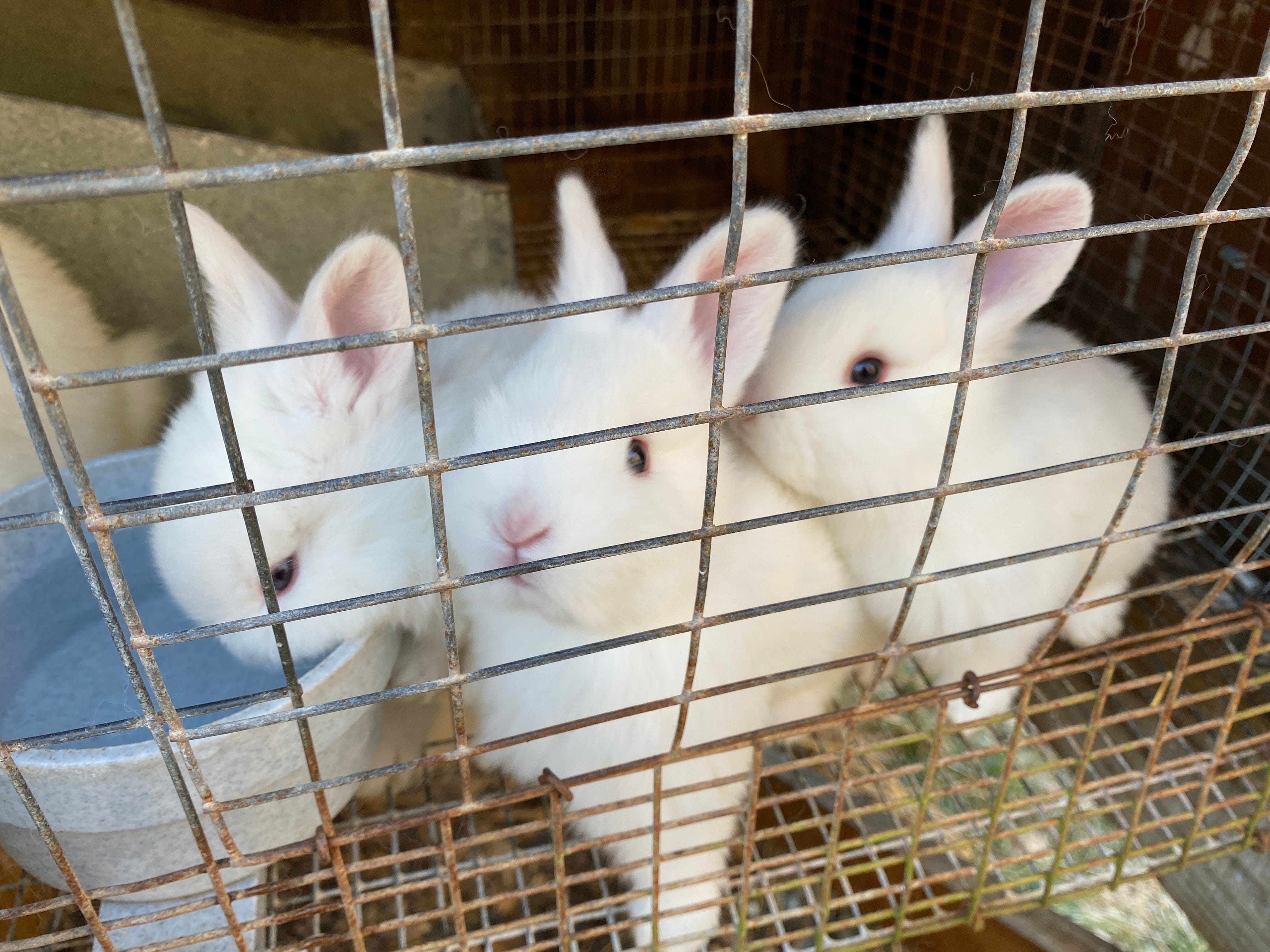 Why You Should Consider Raising Rabbits - by Josh Centers