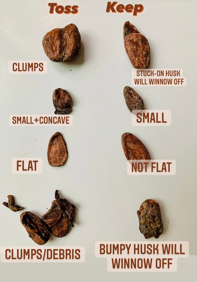 a visual guide to cacao sorting - by Mackenzie Rivers