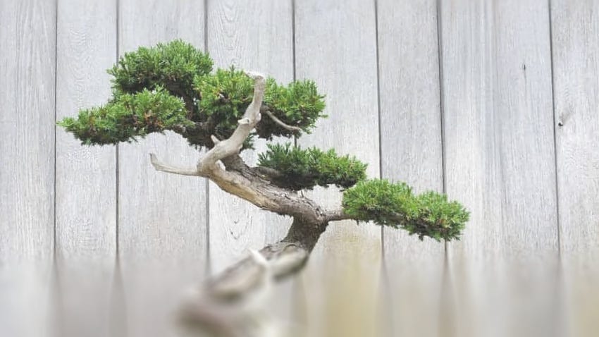 The useless tree - by Andō - Silentium